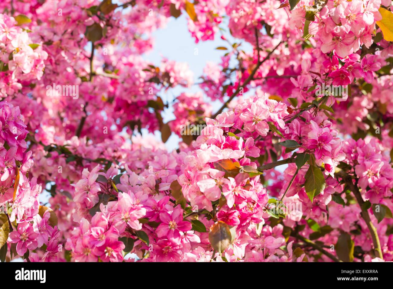 Malus pumila - natural lovely pink fragrant spring flowers of a ...