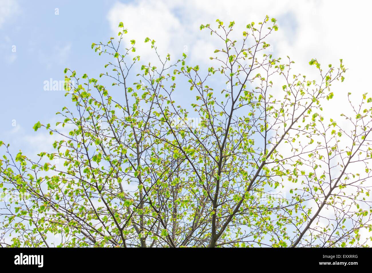 New leaves on tree branches on blue sky with clouds. Nature background ...