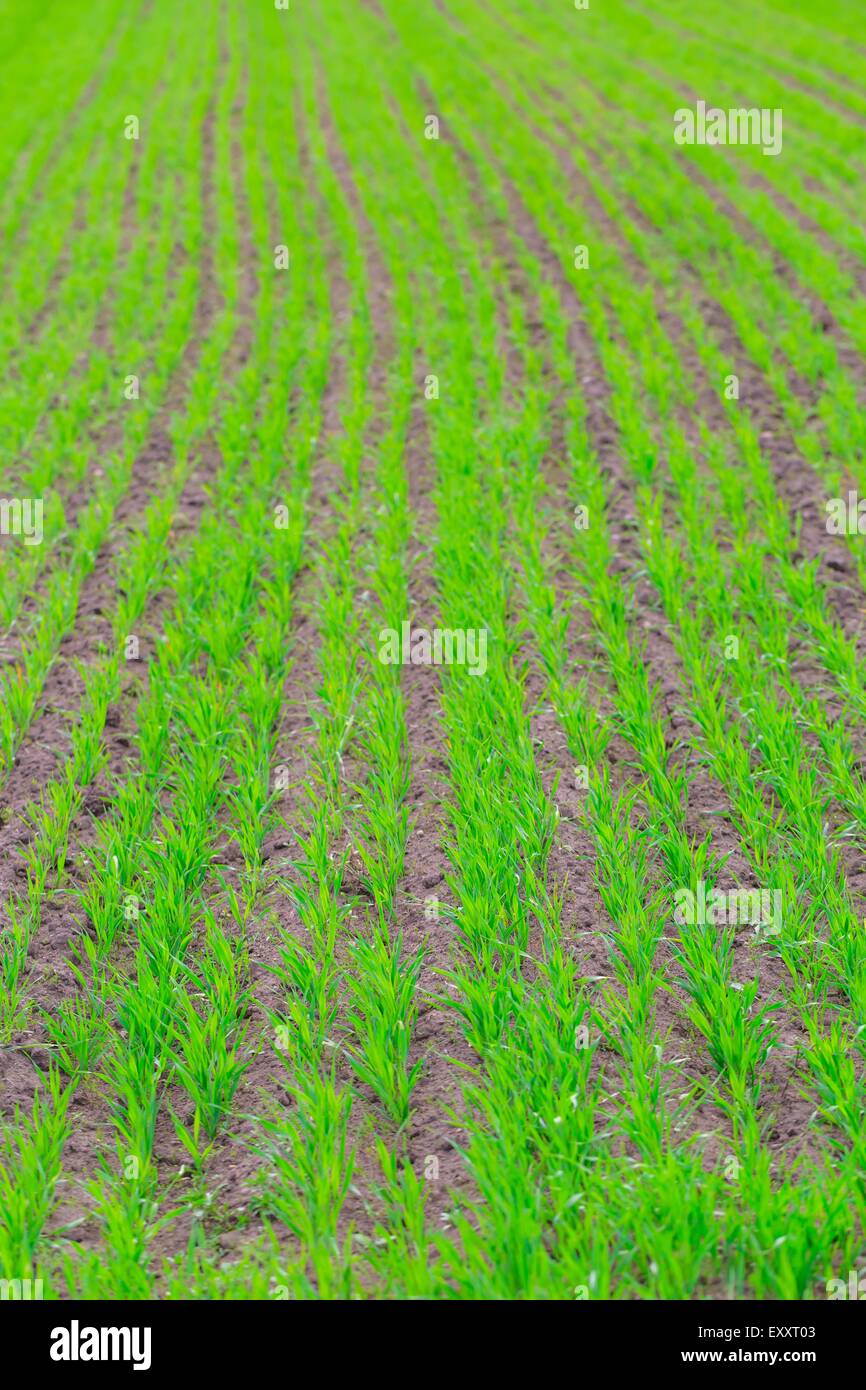 Young green cereal sprouts growing on field. Springtime field with ...
