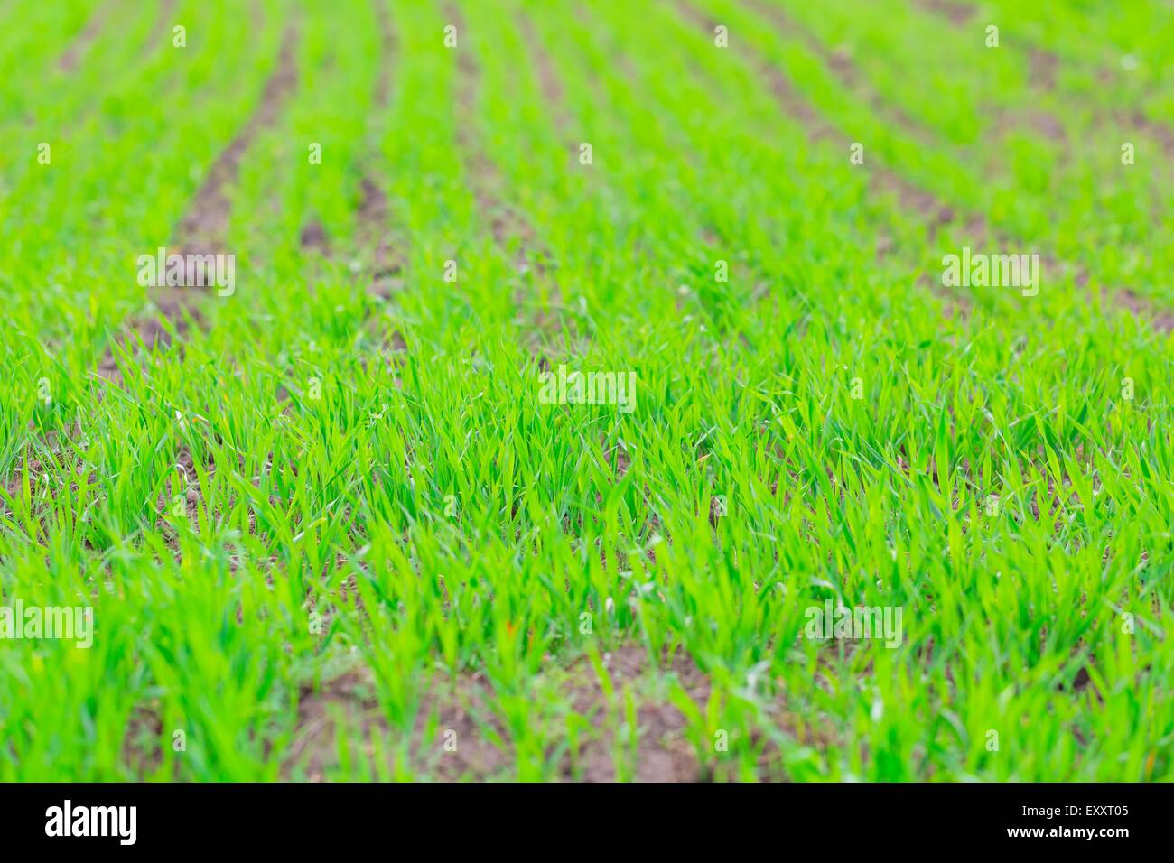 Young green cereal sprouts growing on field. Springtime field with ...