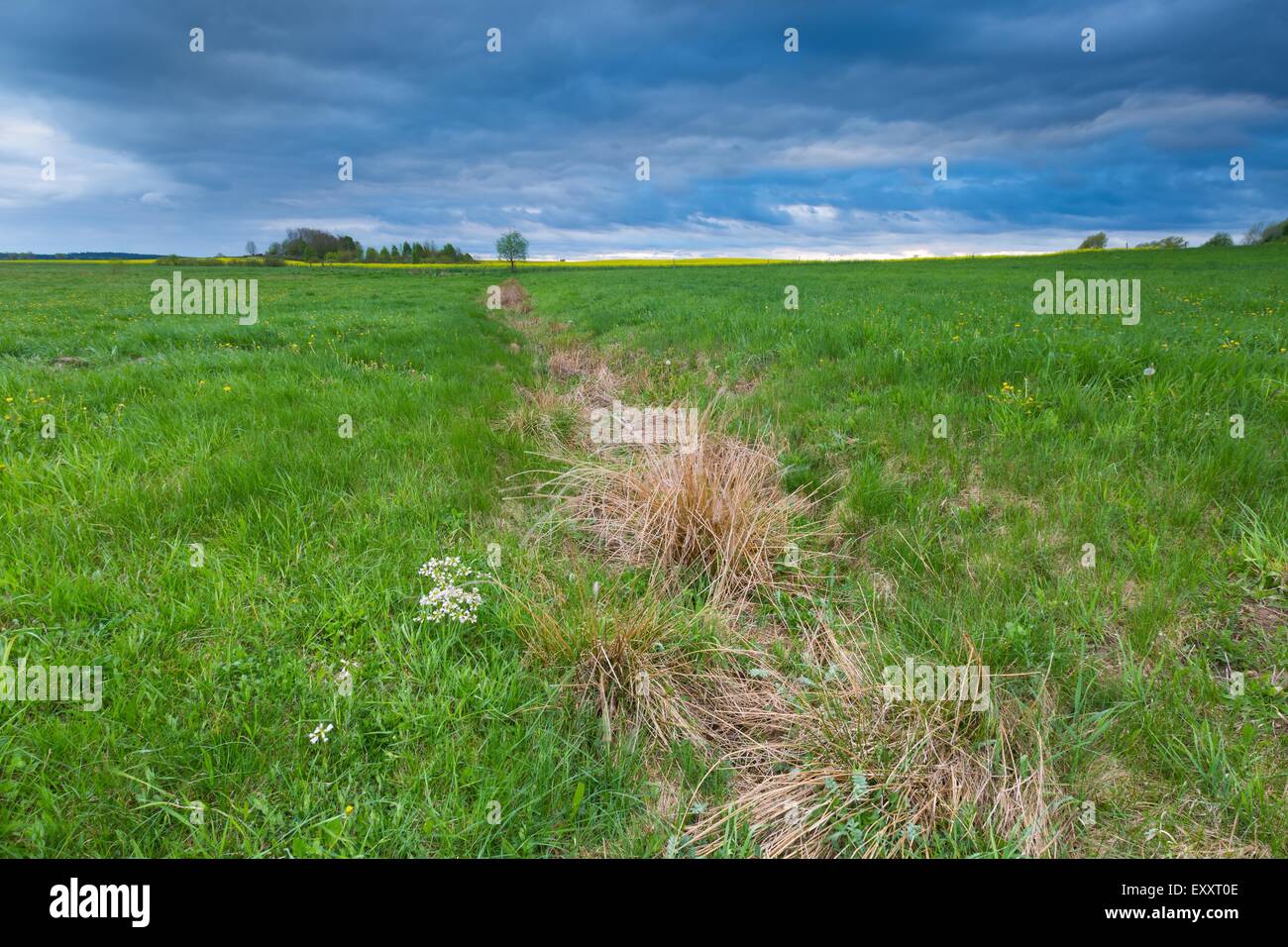 Green springtime meadow landscape with cloudy storm sky. Beautiful ...
