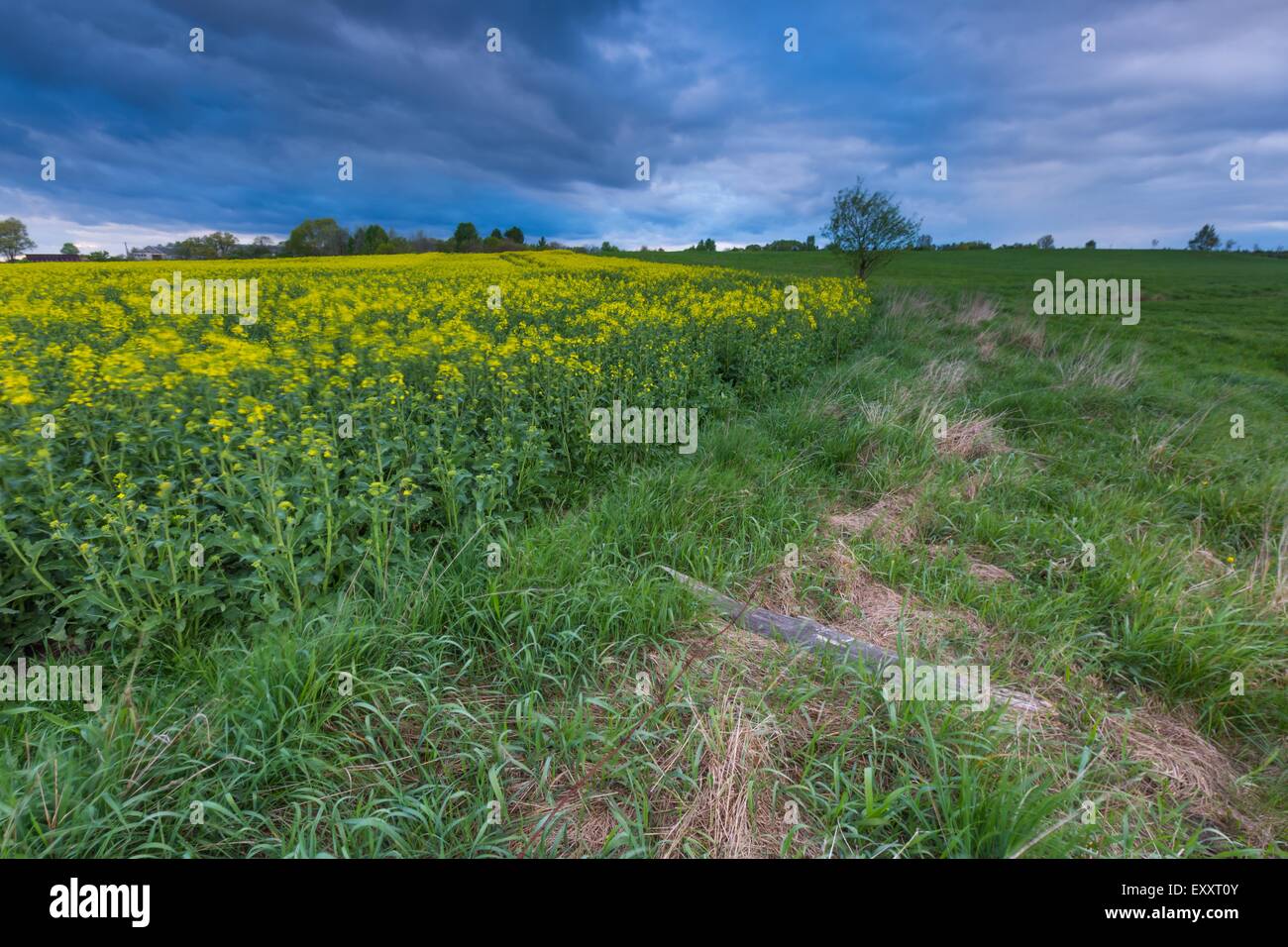 Blooming rapeseed field under cloudy sky. Beautiful agricultural landscape Stock Photo - Alamy