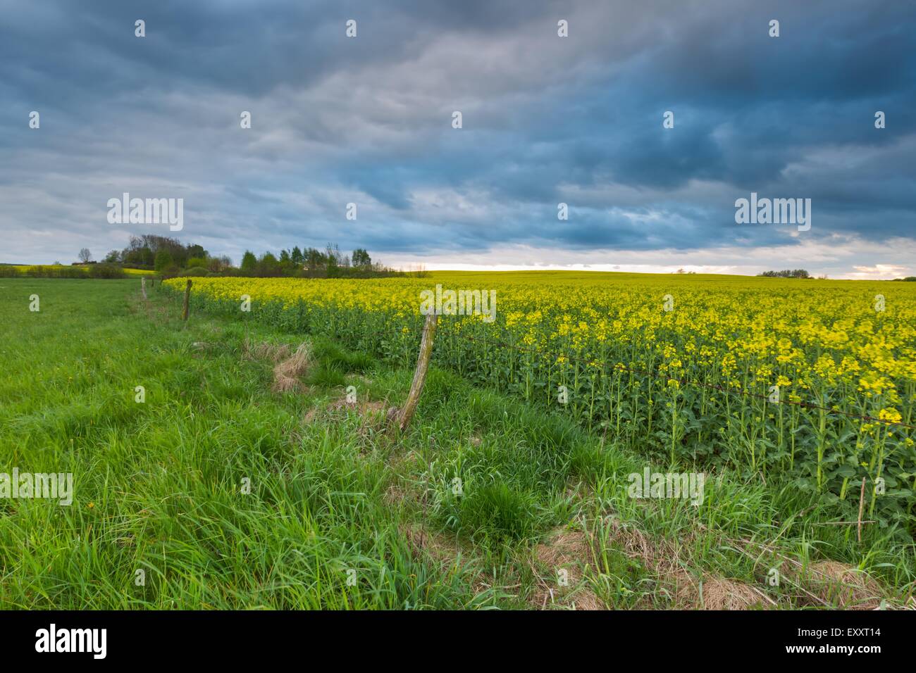 Blooming rapeseed field under cloudy sky. Beautiful agricultural ...