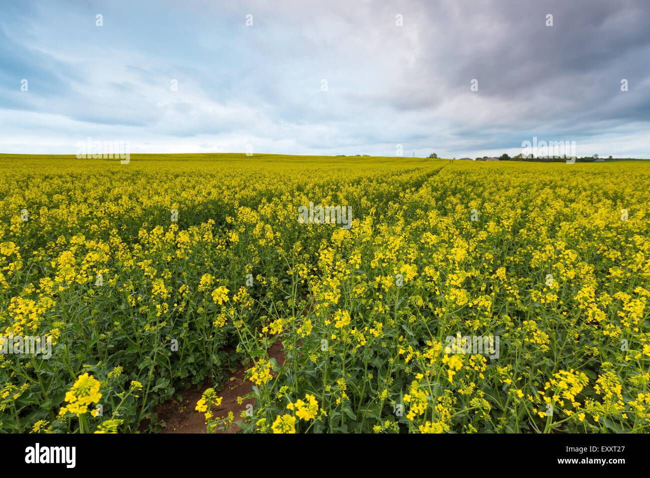 Blooming rapeseed field under cloudy sky. Beautiful agricultural landscape Stock Photo - Alamy