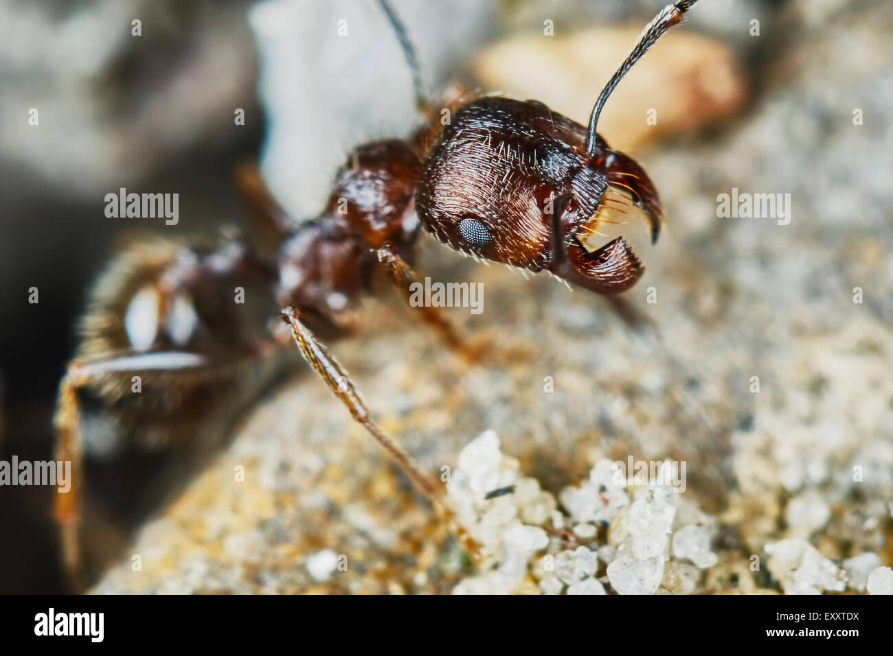 Ant in environment hi-res stock photography and images - Alamy