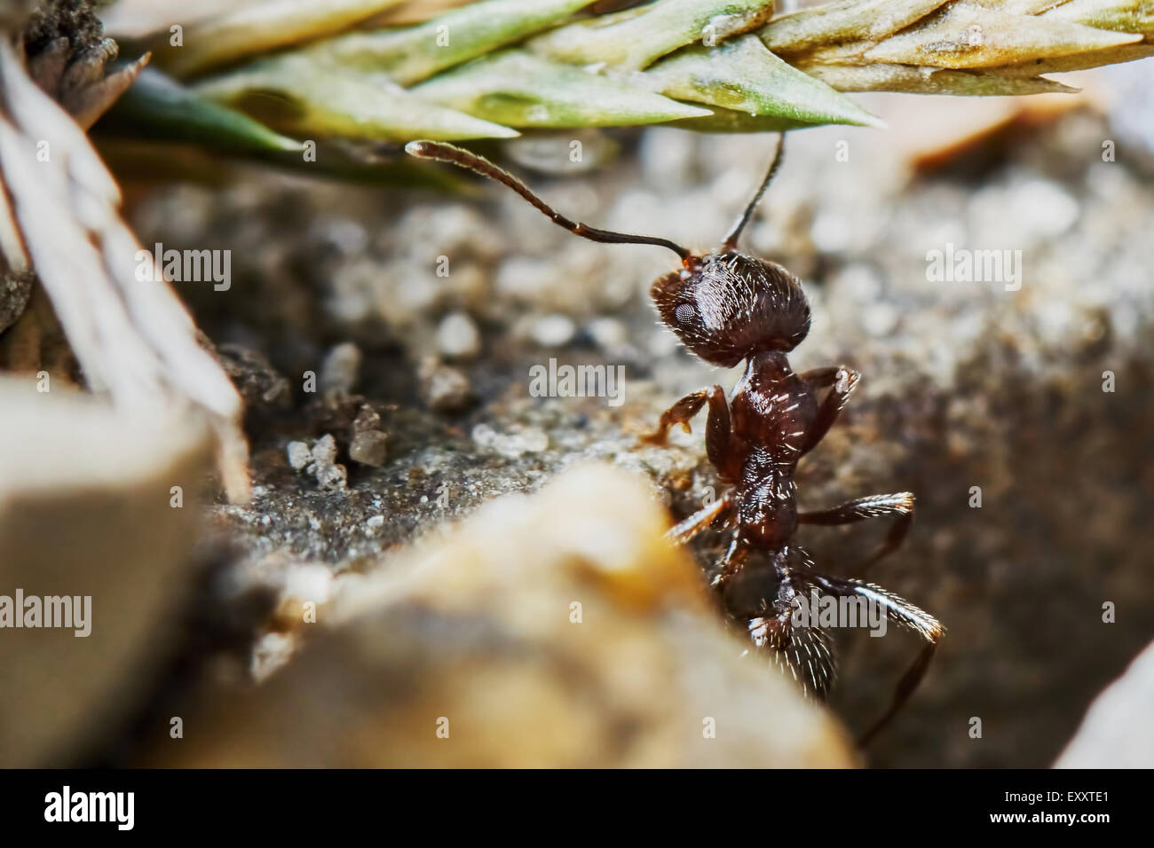 Ant outside in garden hi-res stock photography and images - Alamy