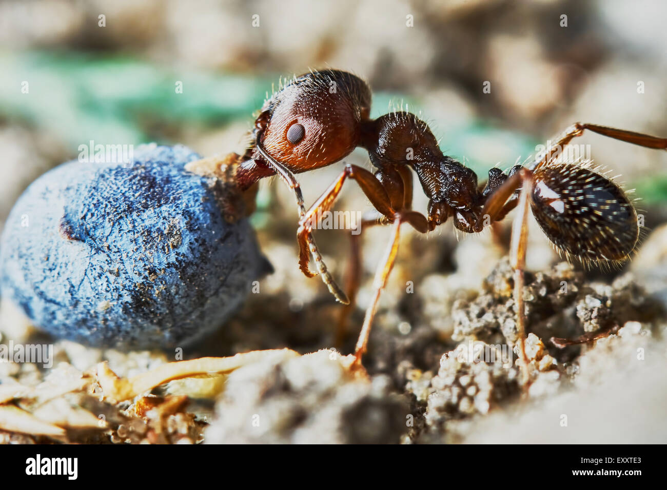 Small insects in the garden hi-res stock photography and images - Alamy