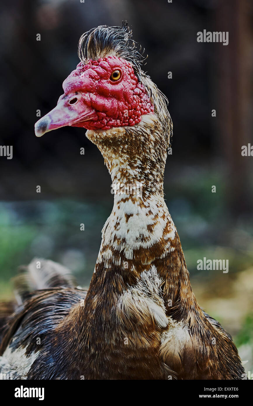 Portrait of musk duck closeup (drake Stock Photo - Alamy