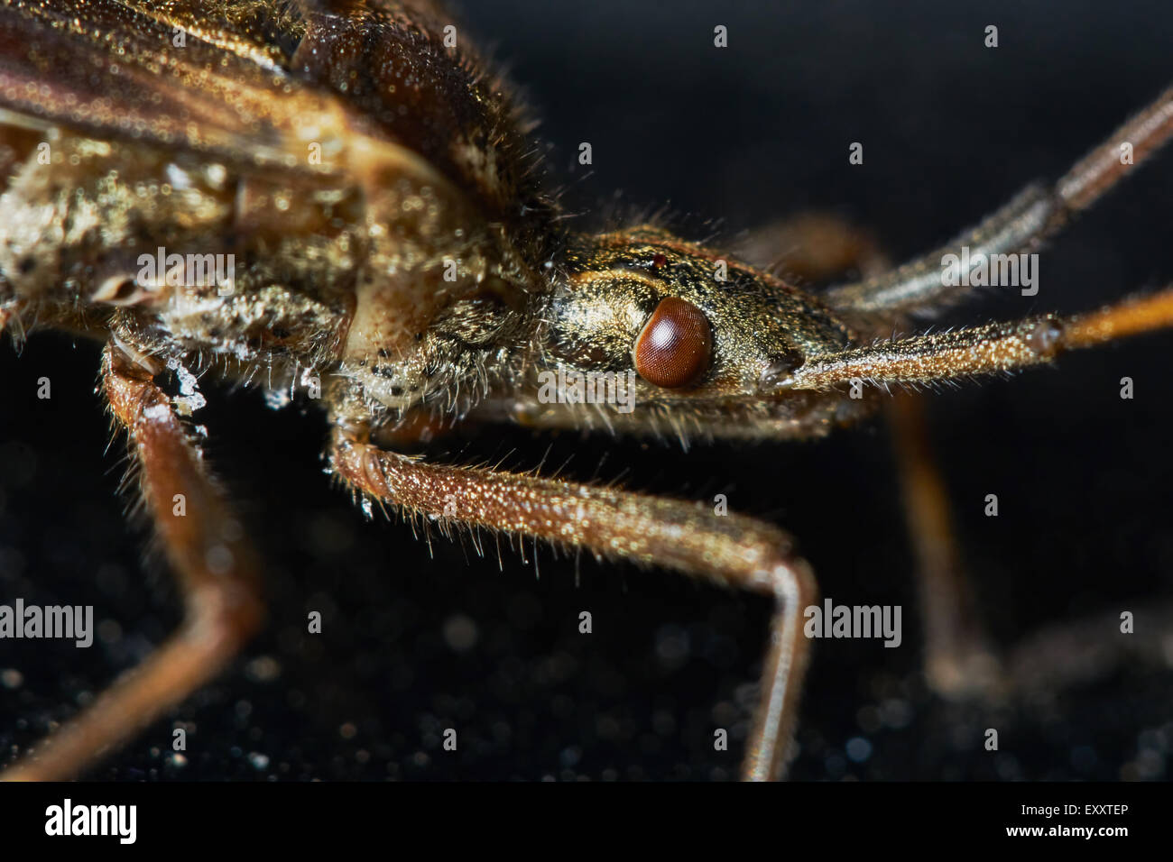 Little brown grasshopper closeup Stock Photo - Alamy