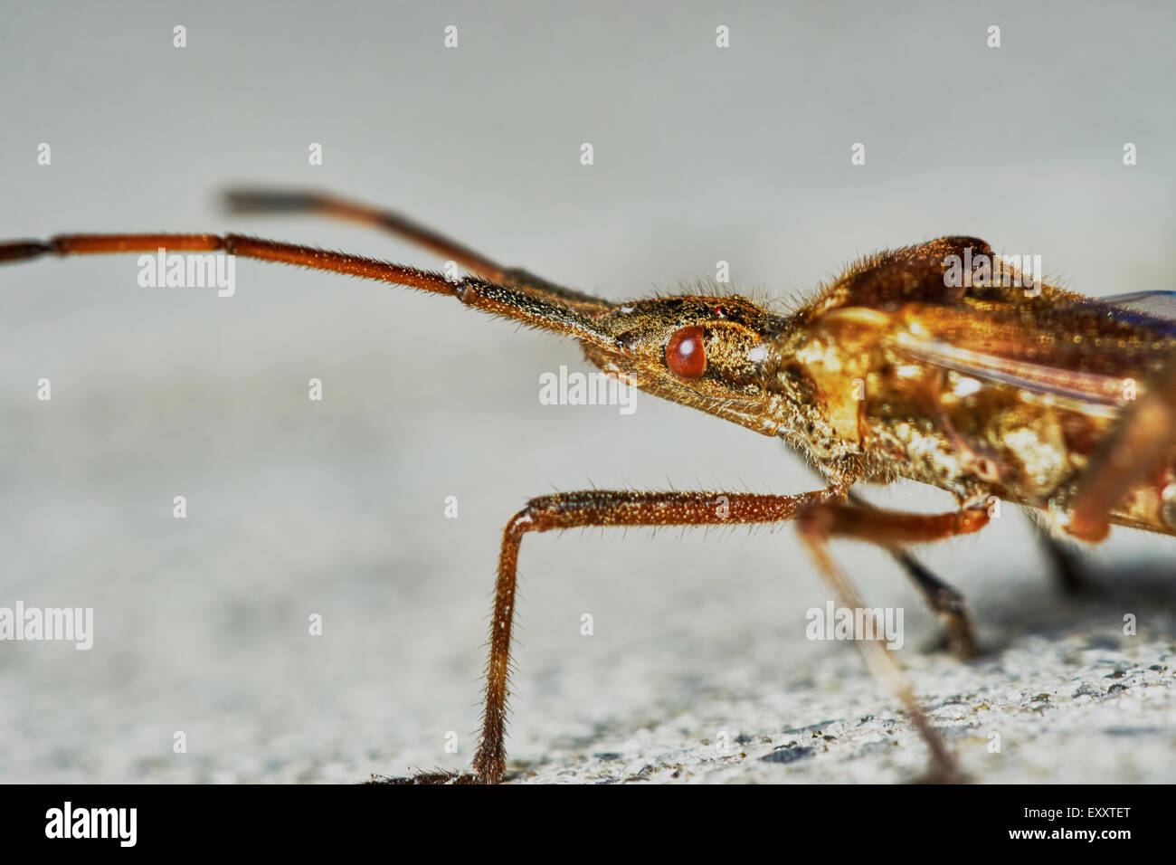 Little brown grasshopper closeup Stock Photo - Alamy
