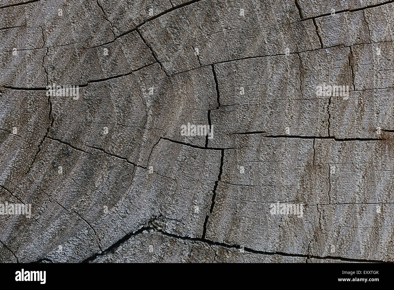 The cut of a tree close-up (texture Stock Photo - Alamy