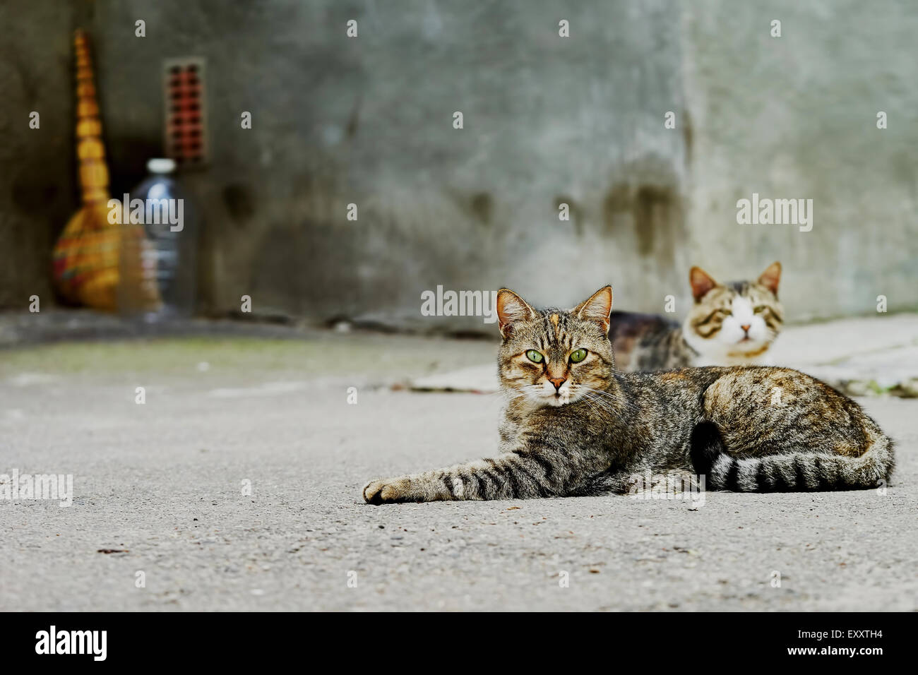 Cats on the streets hi-res stock photography and images - Alamy