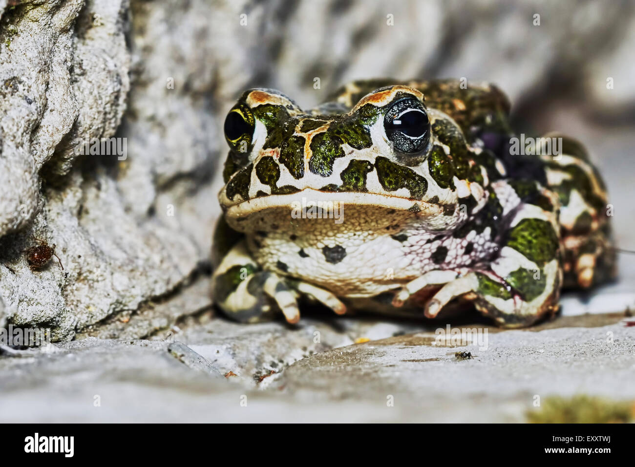 Green frog in the garden path Stock Photo - Alamy