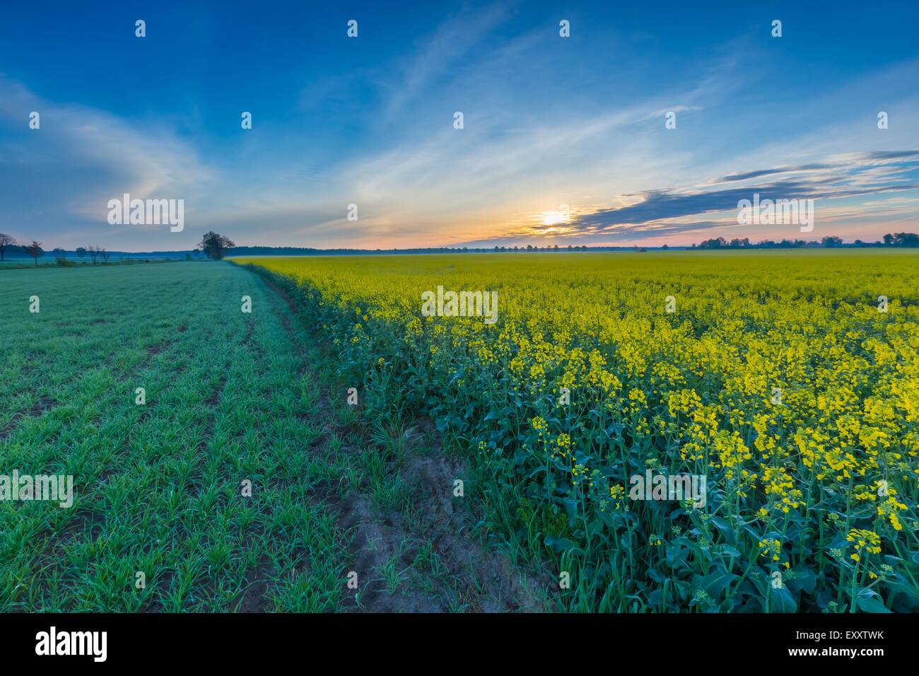 Blooming rapeseed field sunrise. Beautiful agricultural landscape of ...