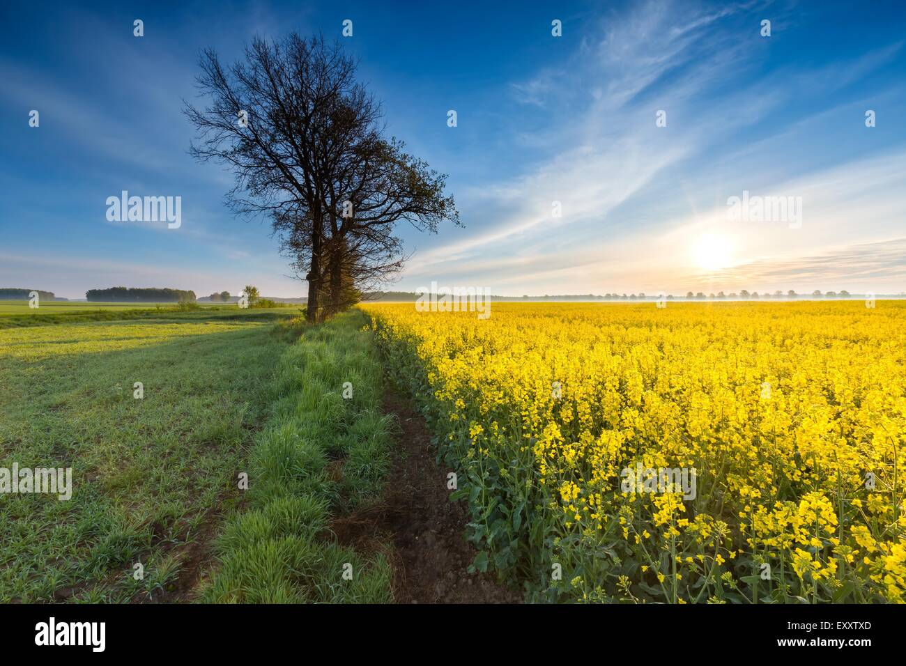 Blooming rapeseed field sunrise. Beautiful agricultural landscape of ...