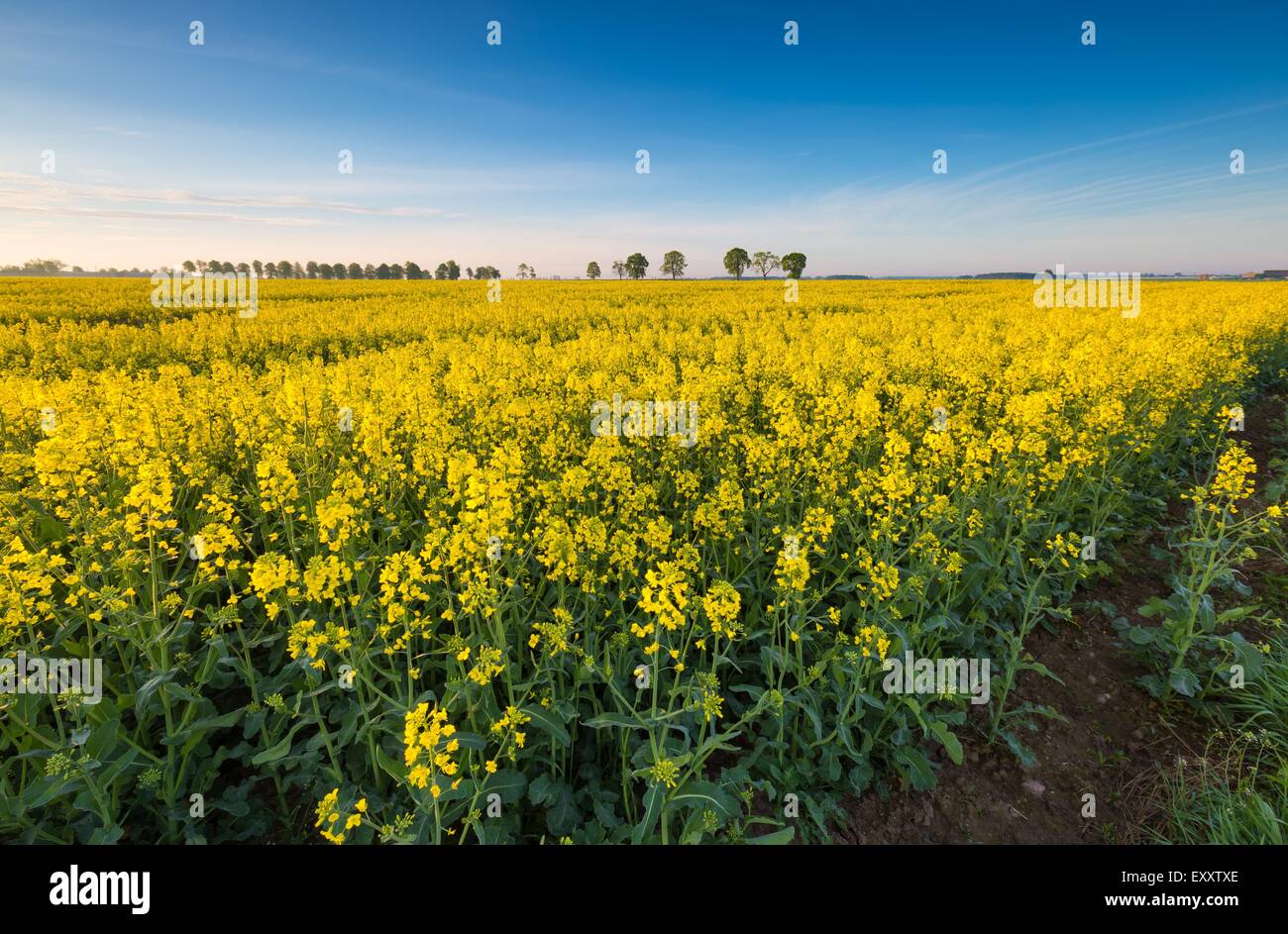 Blooming rapeseed field sunrise. Beautiful agricultural landscape of ...