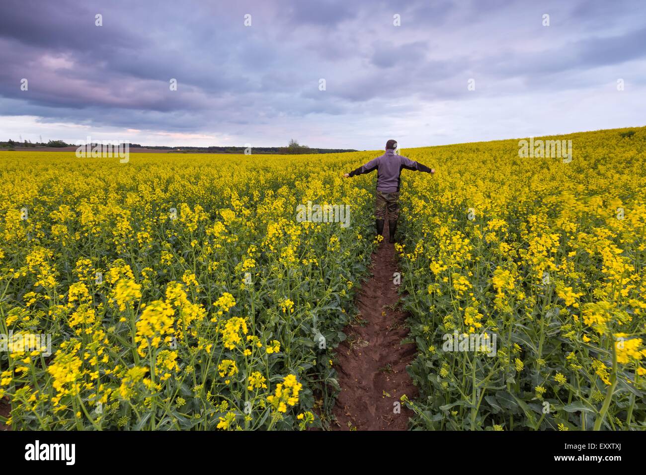 Rape field landscape. Calm rural countryside landscape with field of ...
