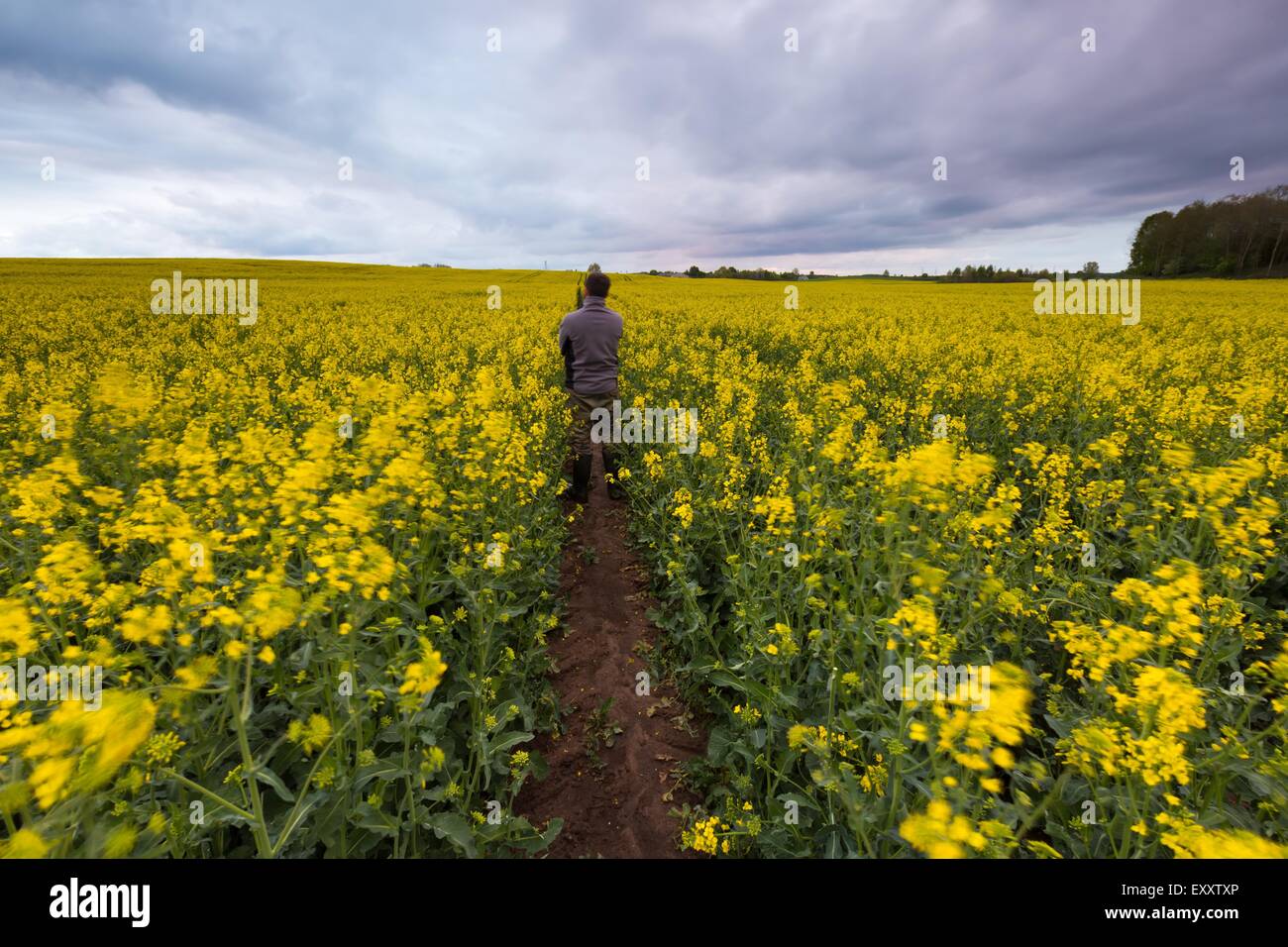 Rape field landscape. Calm rural countryside landscape with field of ...