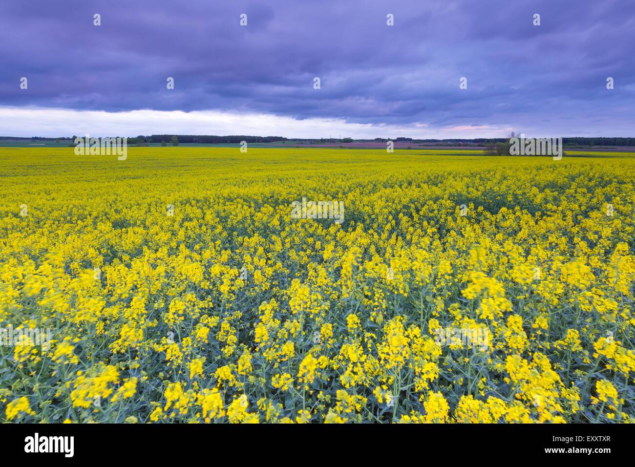 Rape field landscape. Calm rural countryside landscape with field of ...