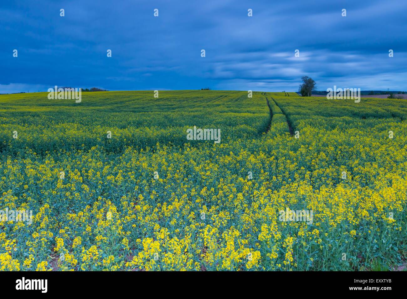 Rape field landscape. Calm rural countryside landscape with field of ...