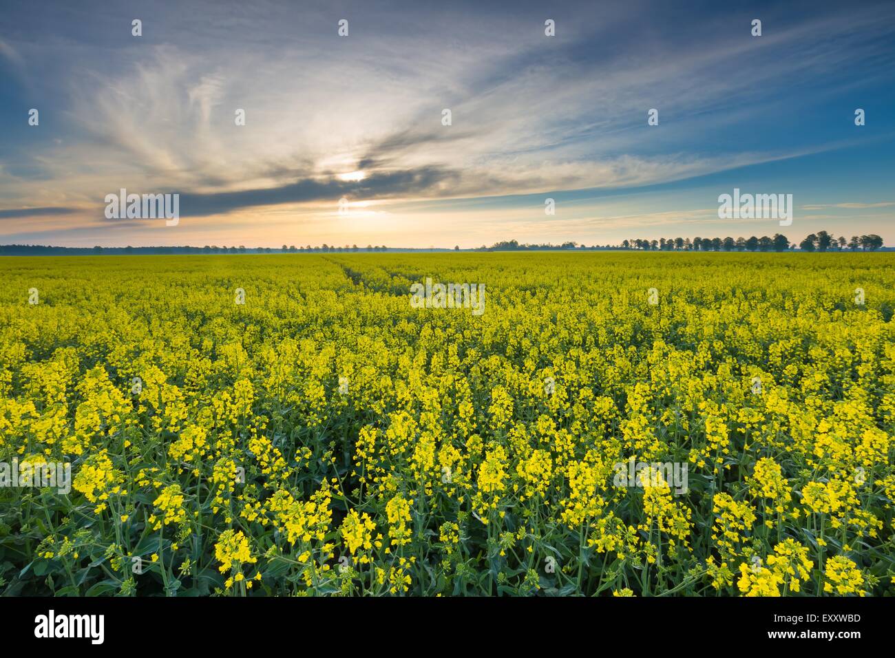 Rape field landscape. Calm rural countryside landscape with field of ...