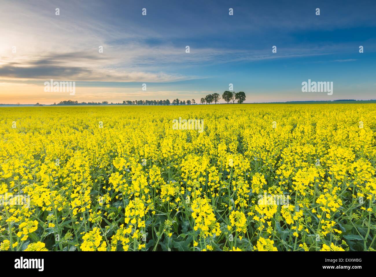 Rape field landscape. Calm rural countryside landscape with field of ...