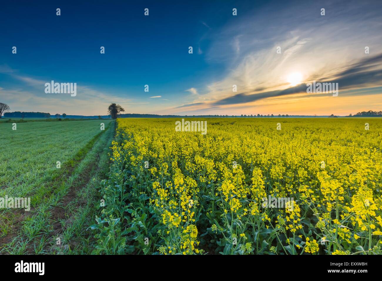 Rape field landscape. Calm rural countryside landscape with field of ...