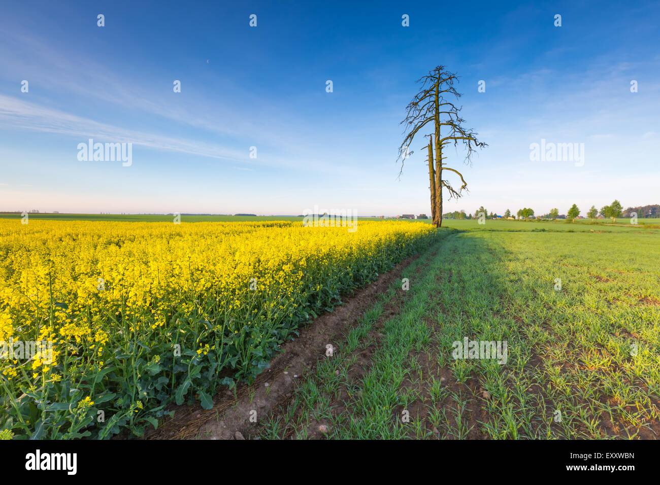Rape field landscape. Calm rural countryside landscape with field of ...