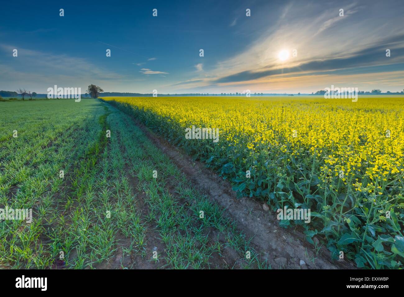 Rape field landscape. Calm rural countryside landscape with field of ...