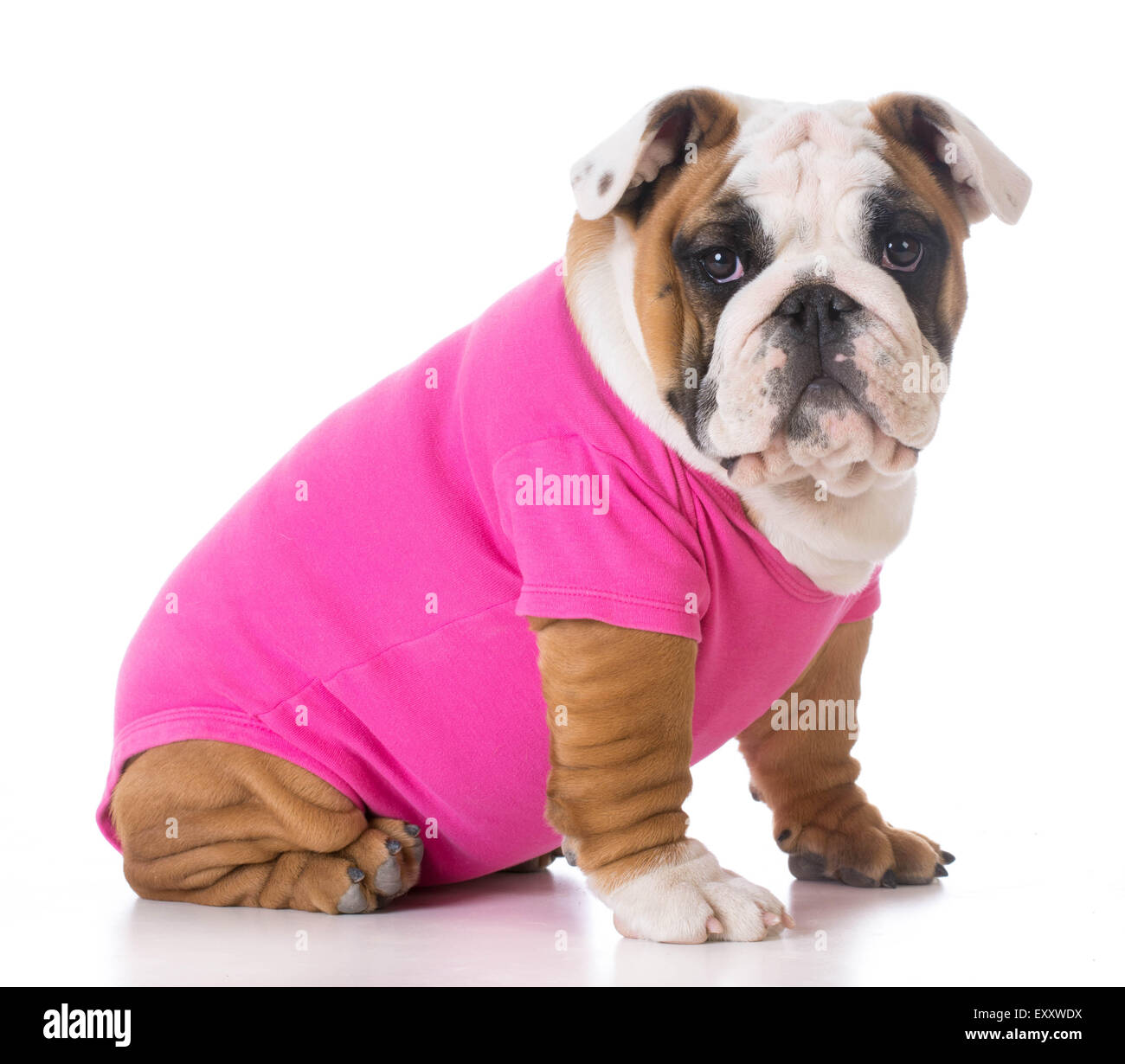female puppy wearing pink sweater - bulldog Stock Photo - Alamy