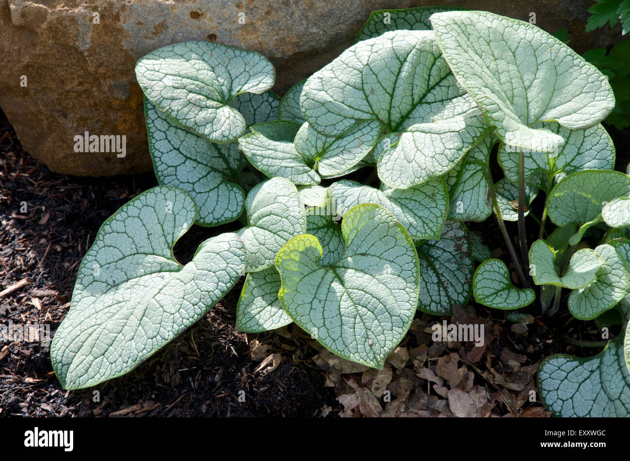 Brunnera Jack Frost Stock Photos & Brunnera Jack Frost Stock Images - Alamy