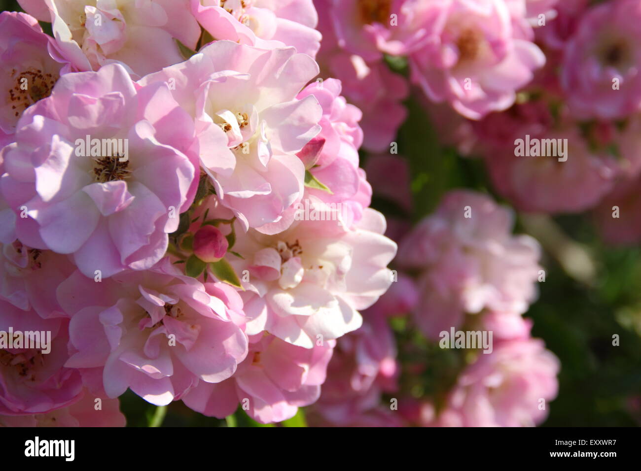 A profusion of small pink rose blossoms grow on a large bush in England ...