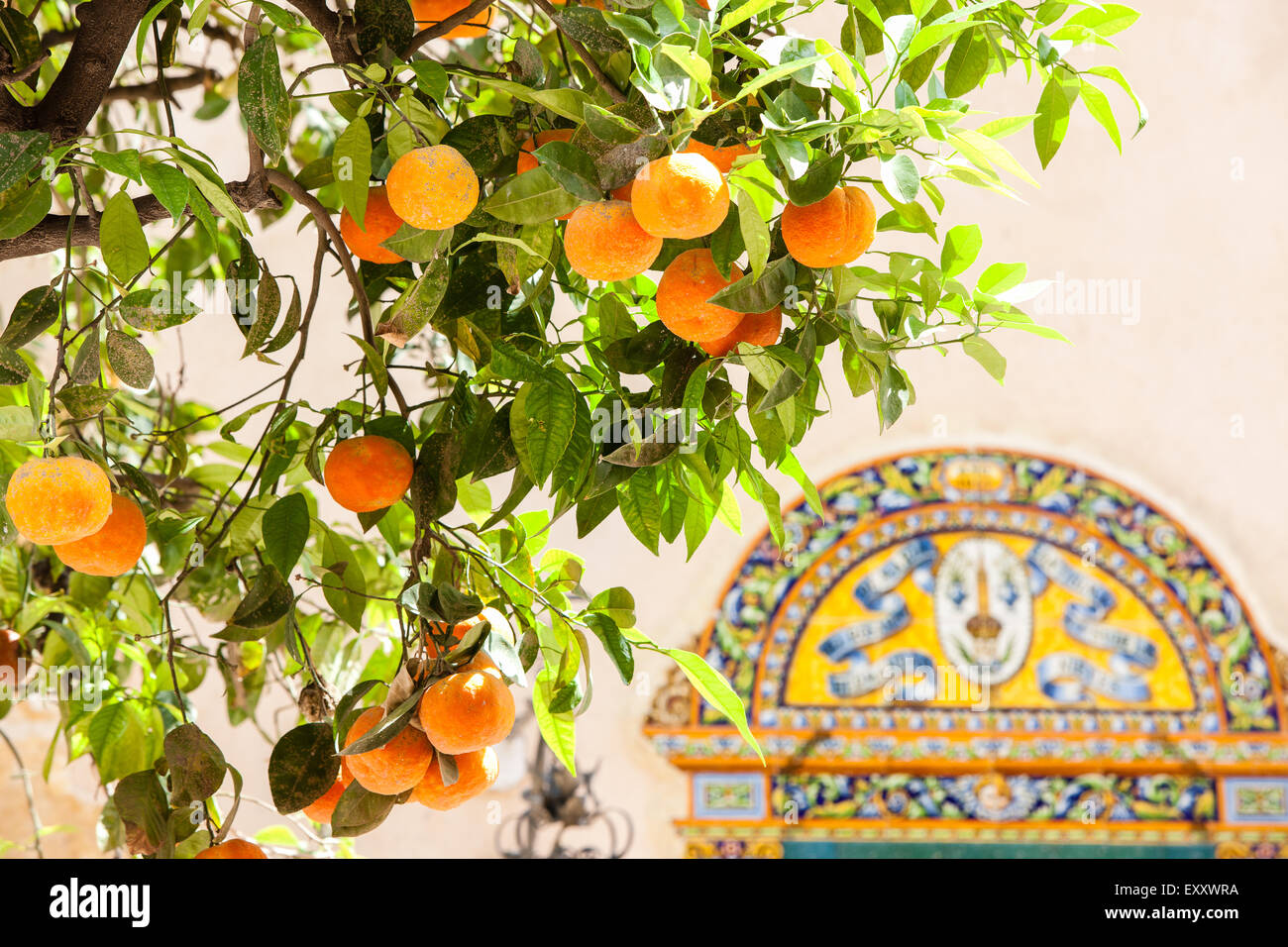 Seville oranges growing in old hi-res stock photography and images - Alamy