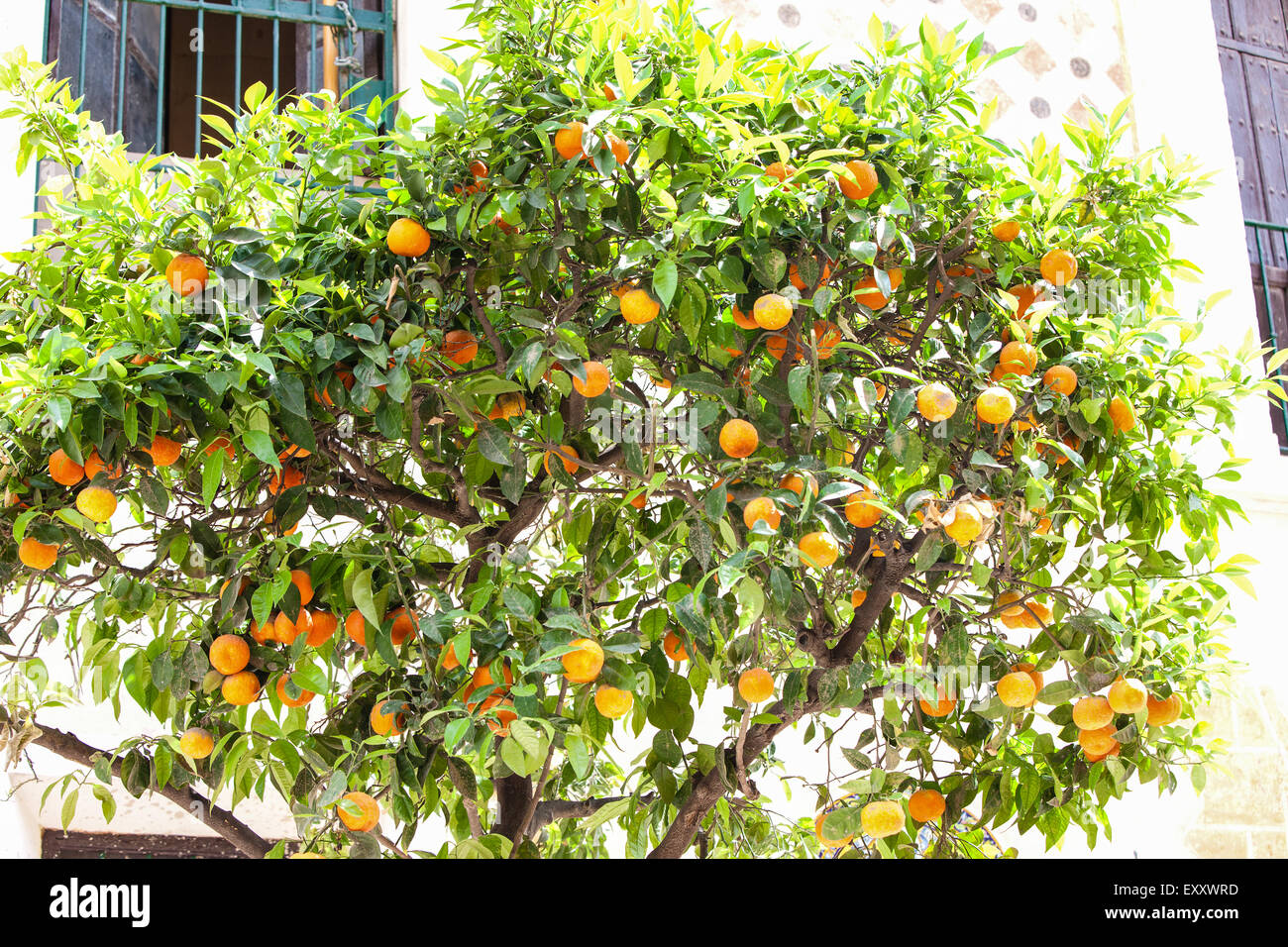 Seville oranges growing in old hi-res stock photography and images - Alamy