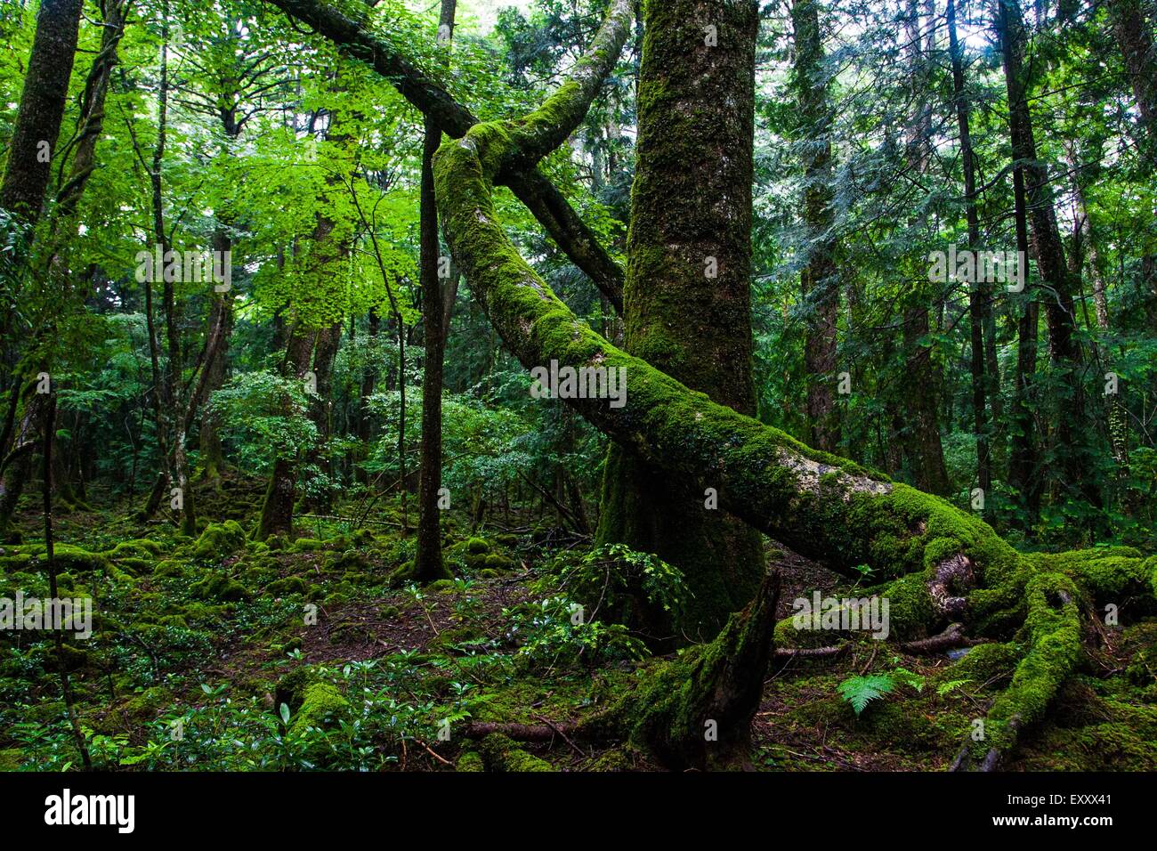 Aokigahara forest hi-res stock photography and images - Alamy