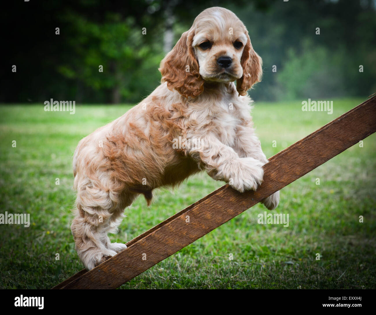Cocker spaniel groomed hi-res stock photography and images - Alamy