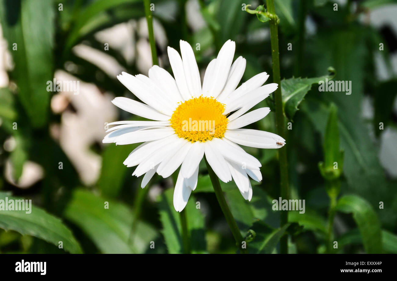 Sunlight daisy hi-res stock photography and images - Alamy