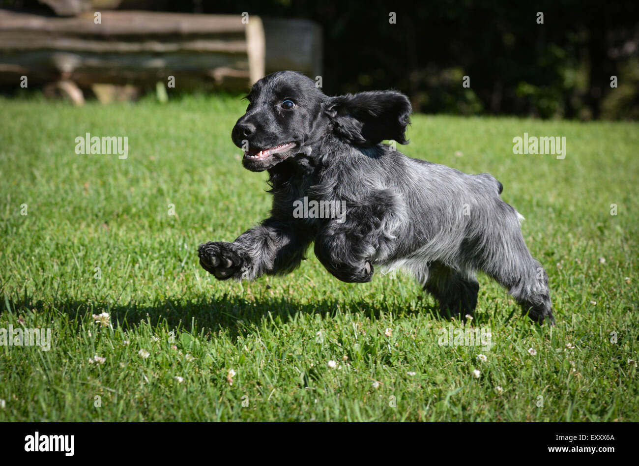 Blue Roan English Cocker Spaniel Puppies
