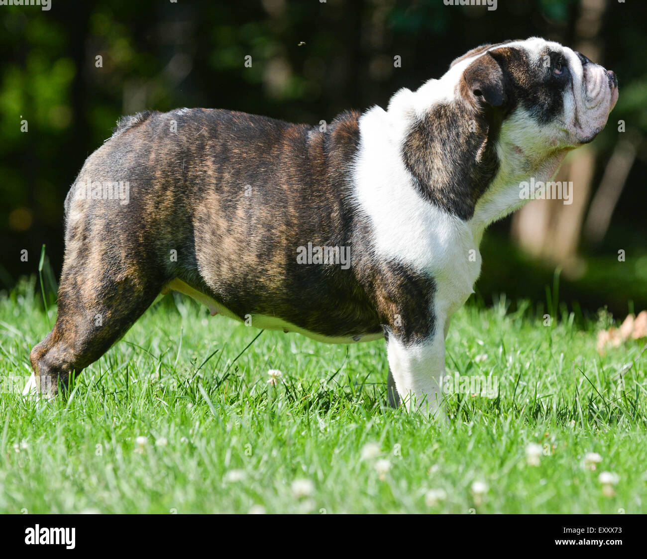 Stacked dog hi-res stock photography and images - Alamy