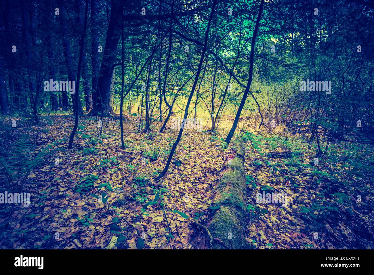 Vintage forest hi-res stock photography and images - Alamy