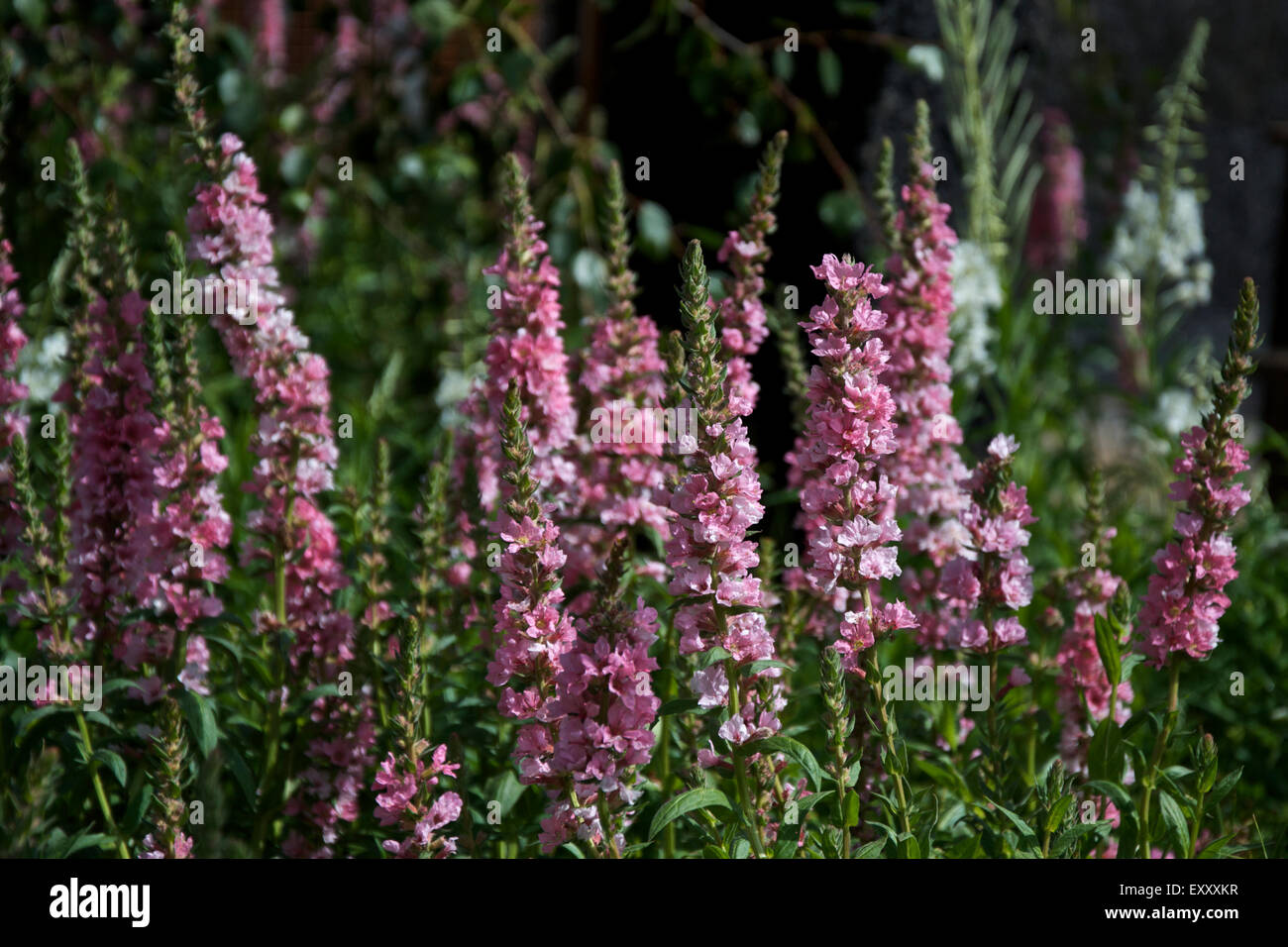 Lythrum salicaria blush hi-res stock photography and images - Alamy