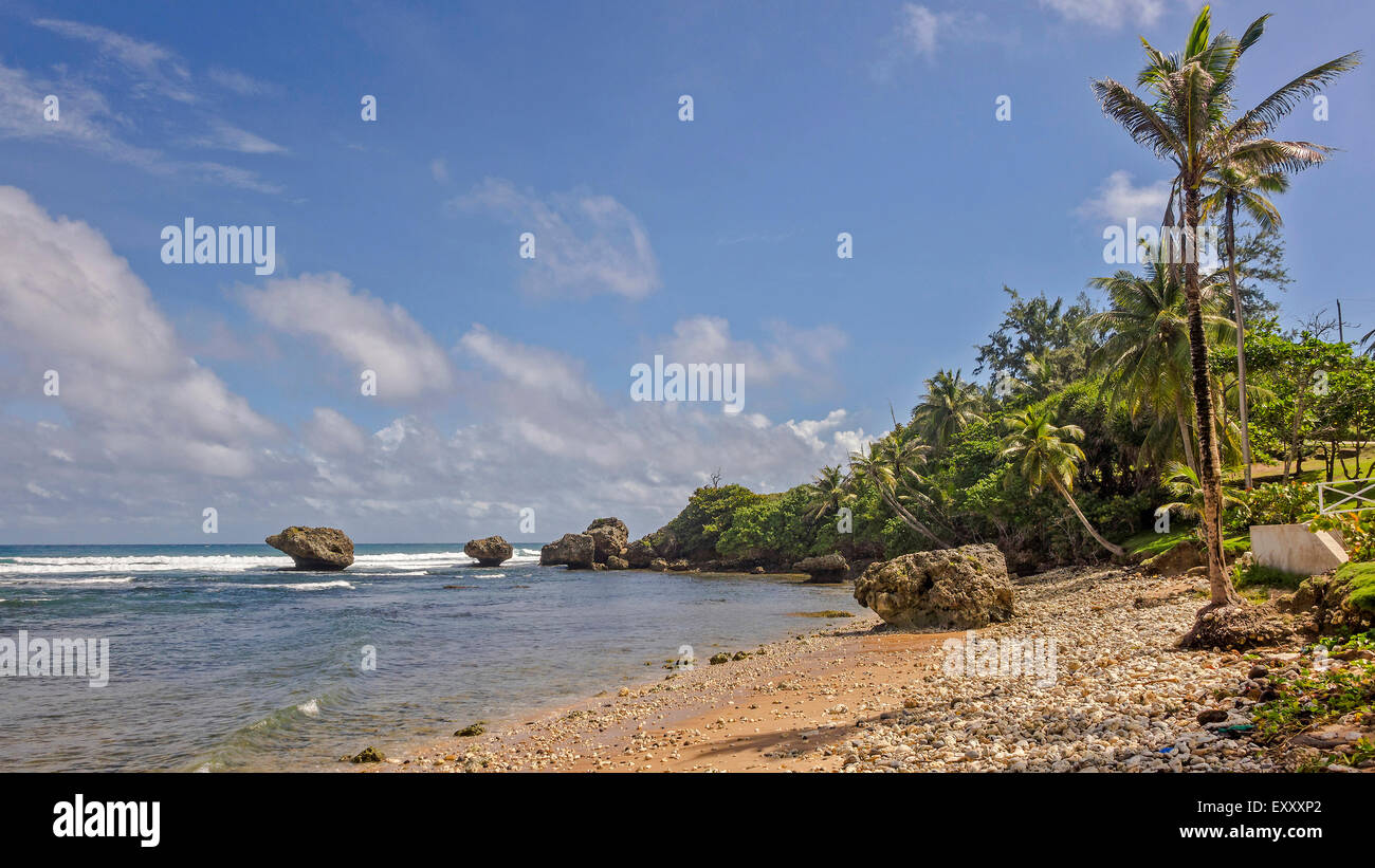 Bathsheba Beach Barbados West Indies Stock Photo - Alamy