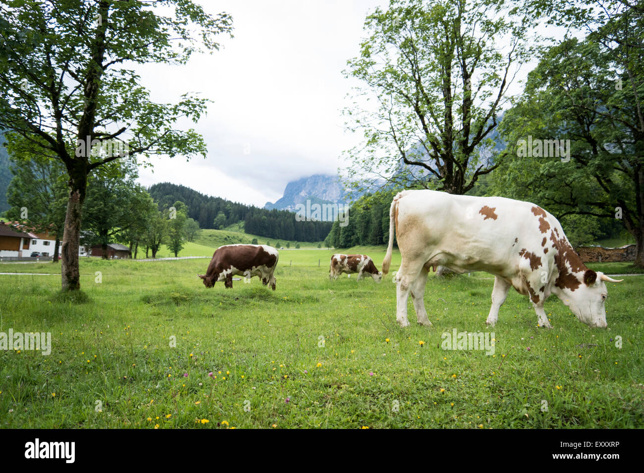 Free roaming cows in rural Germany Stock Photo - Alamy