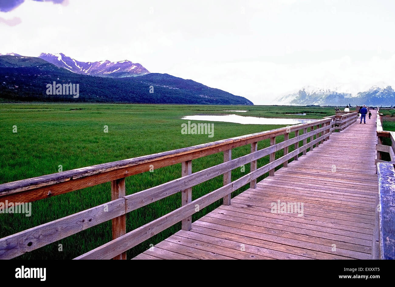 Alaska state bird hi-res stock photography and images - Alamy
