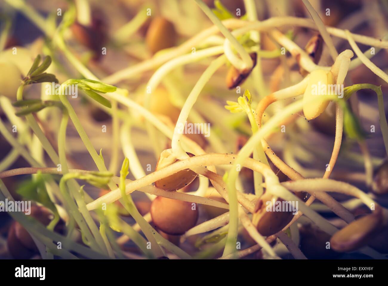 Vintage photo of germination of small plants. Home growing sprouts ...