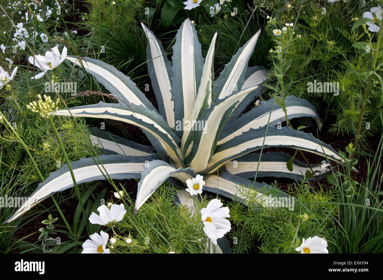 Agave Americana - a variegated cultivar Stock Photo - Alamy