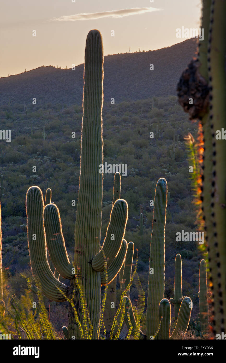 Saguaro cactus, Carnegiea gigantea, Saguaro National Park West, Saguaro ...