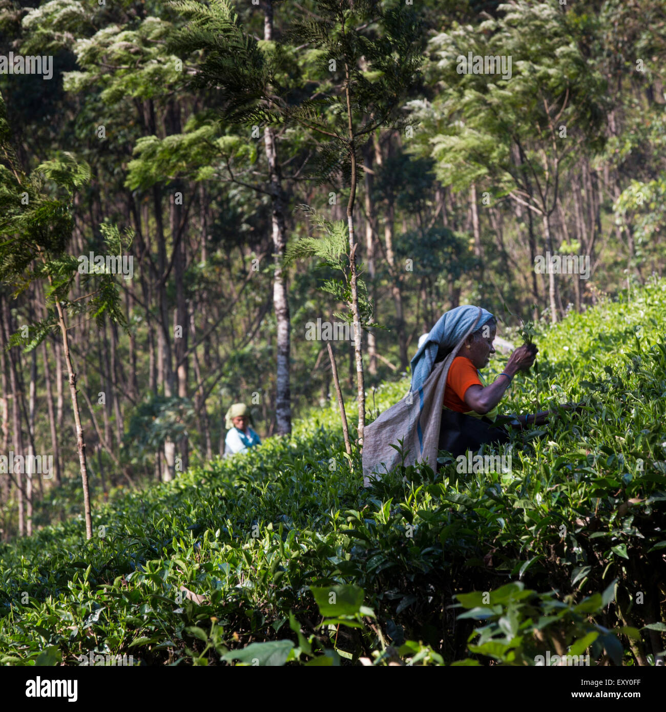 Tamil tea pickers at work in a Munnar, Kerala, India tea plantation ...