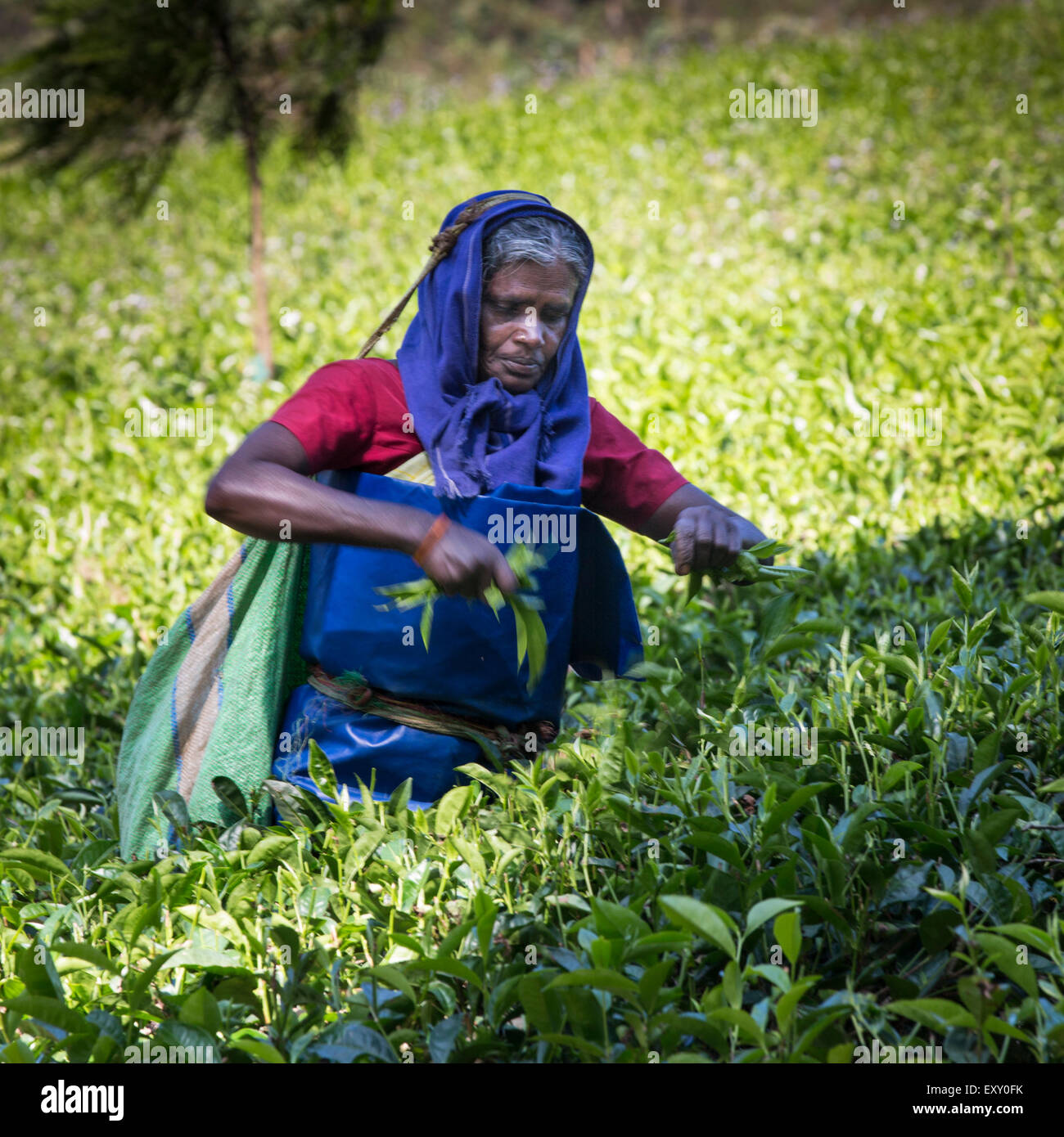 Tamil tea picker at work in a Munnar Kerala India tea plantation Stock ...