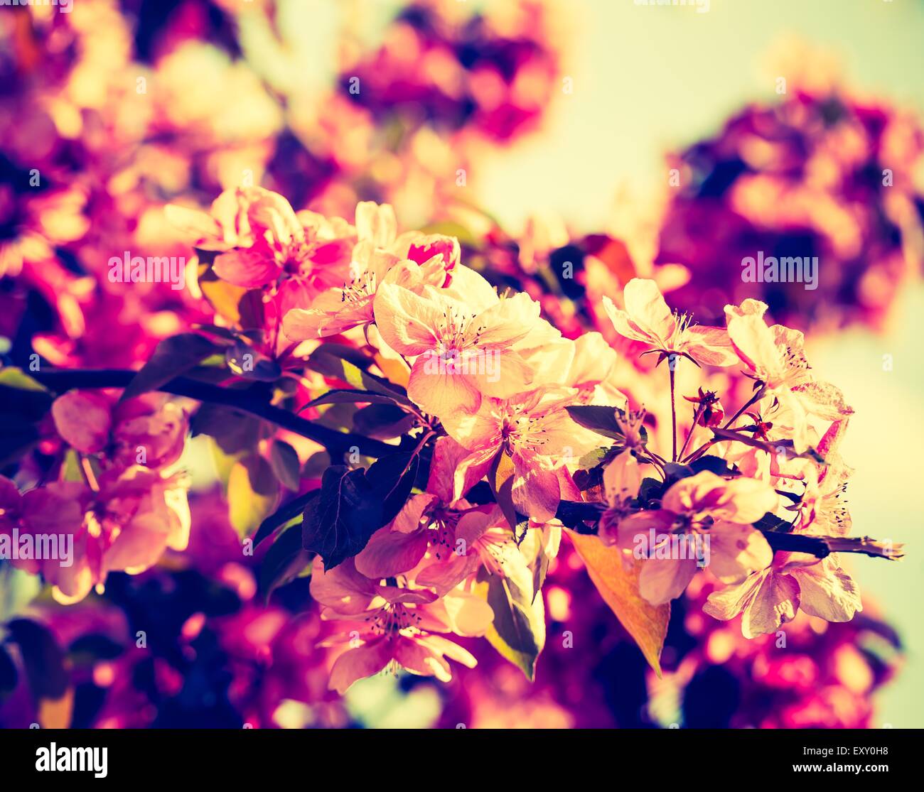 Vintage photo of Malus pumila - natural lovely pink fragrant spring ...